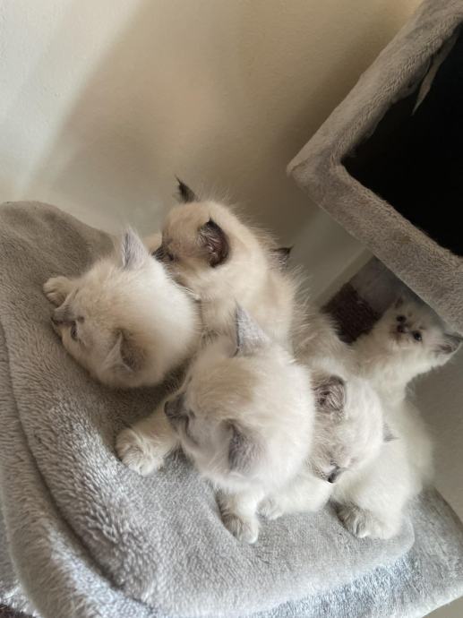 Ragdoll mladički blue-colorpoint & blue mitted