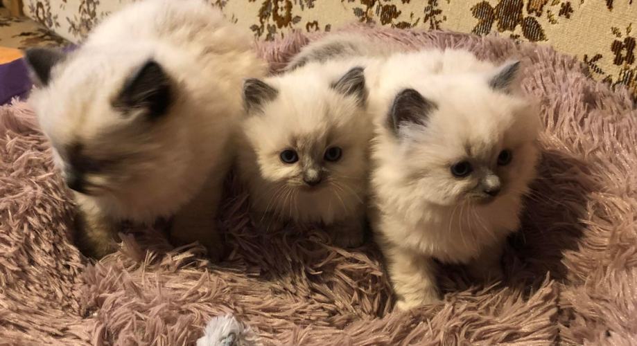 Ragdoll odrasel par z mladičkom - UGODNO!