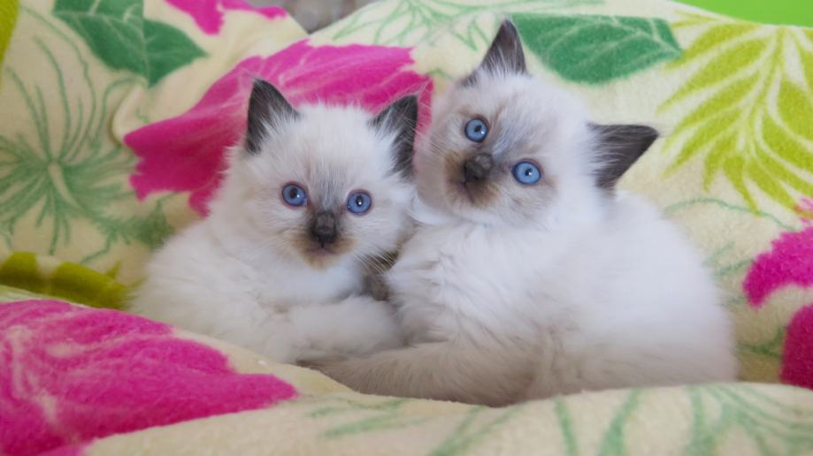 Ragdoll mucki-mladički