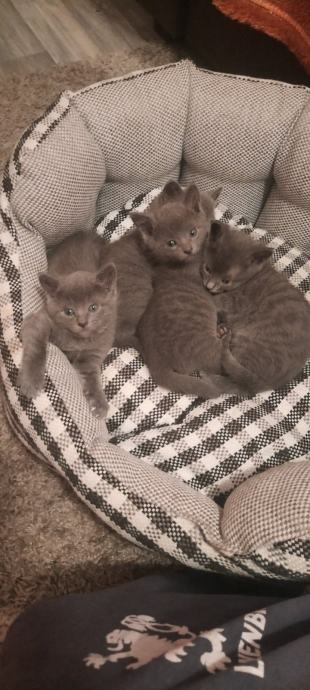 Ruska modra mačka/ Russian Blue