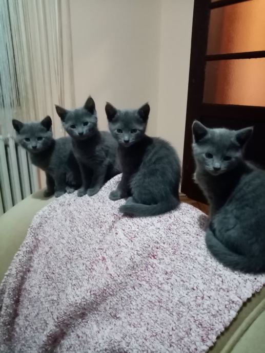 Ruska modra mačka/ Russian Blue