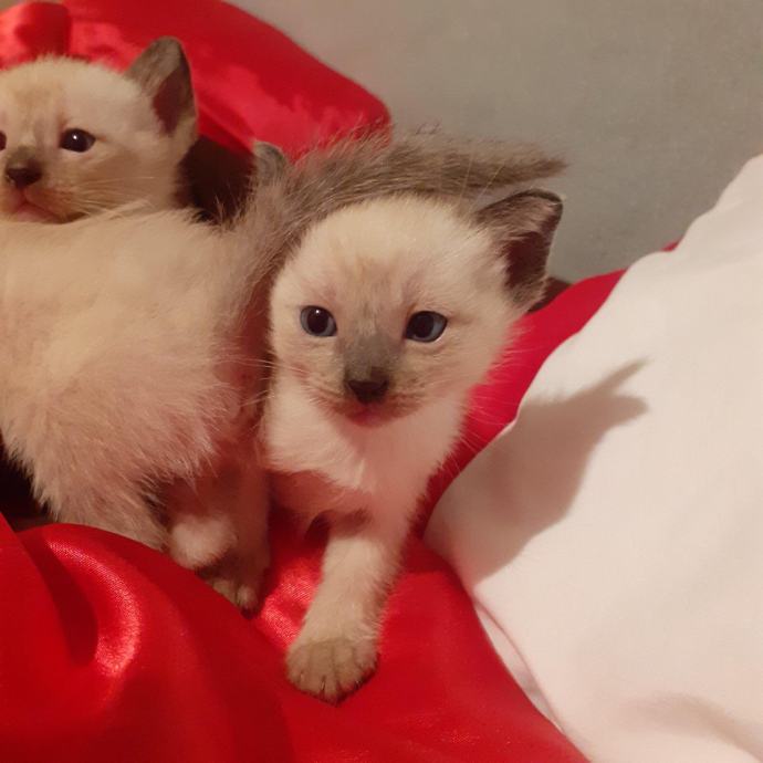 Siamska macka mladicki