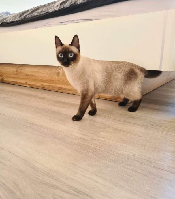 Siamska mačka samička