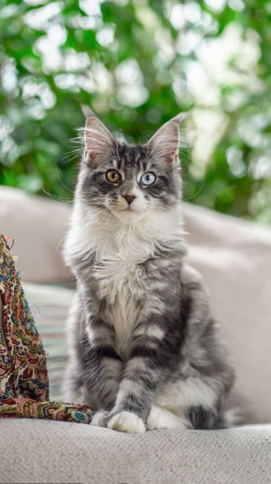 unikatna Maine coone punčka