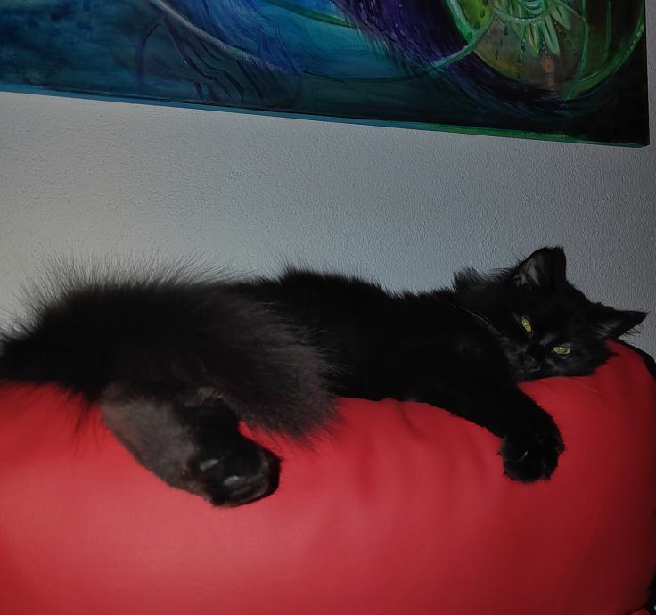 Črna dolgodlaka muca