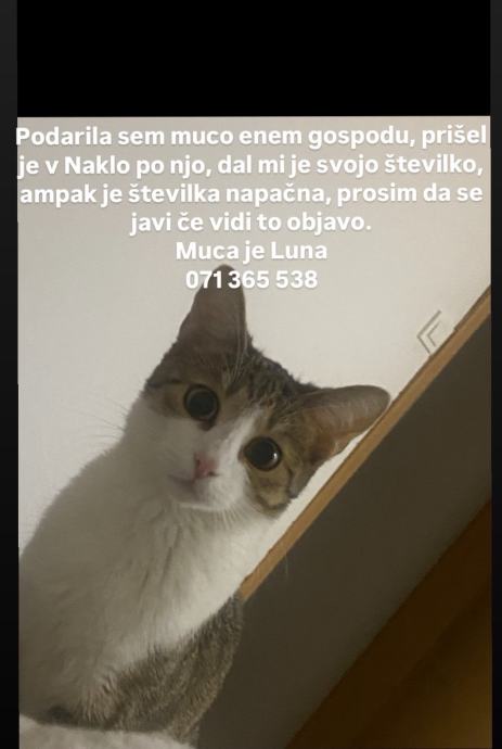 Muca Luna
