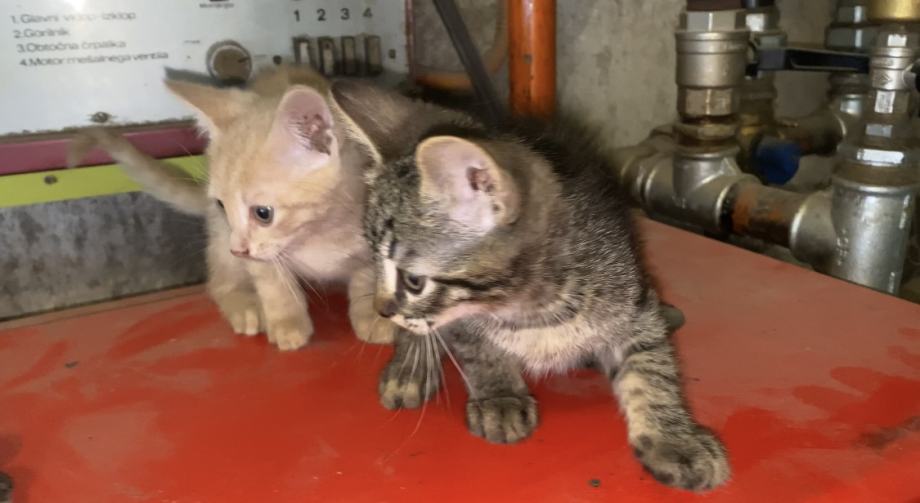 Oddam mlade mačke