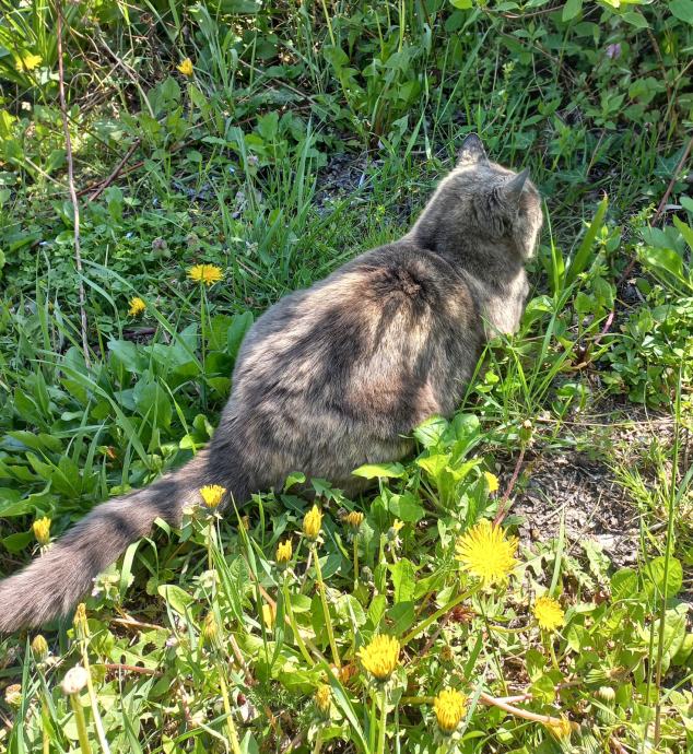 Pepelnato siva muca išče dom