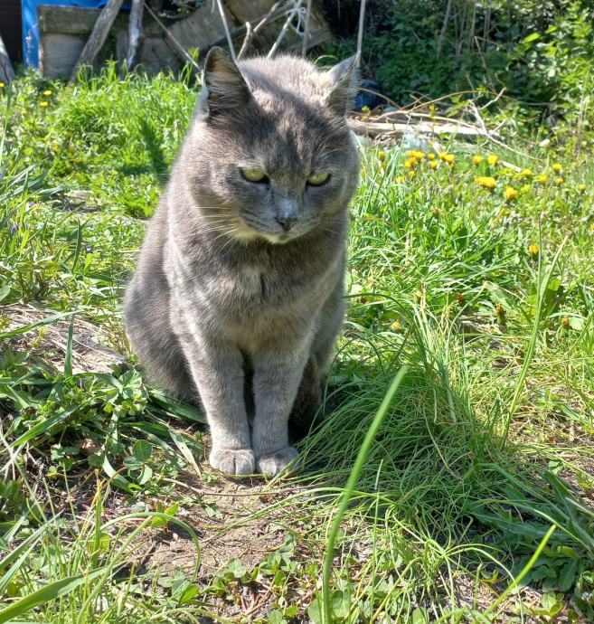 Pepelnato siva muca išče dom