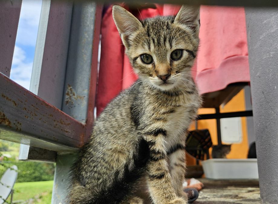 podarimo prijazne mačje mladiče