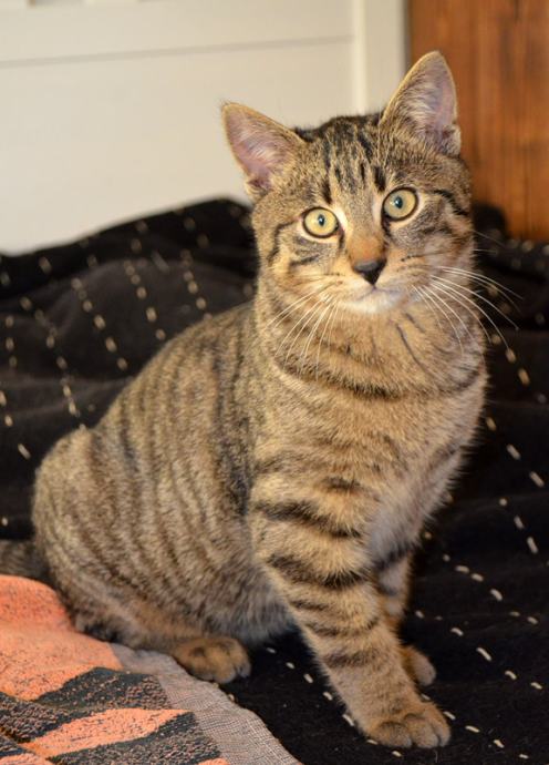 Tigrasti mucek samček (4,5 mesece)