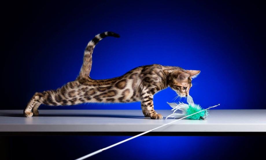 Bengalke