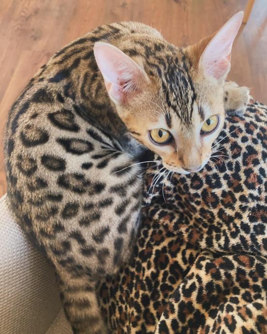 Bengalke