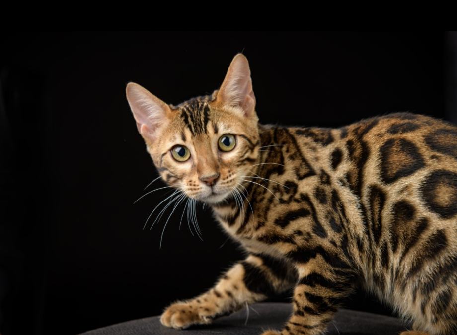 Bengalke
