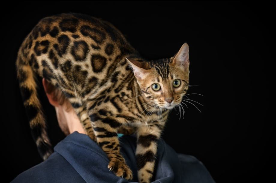 Bengalke