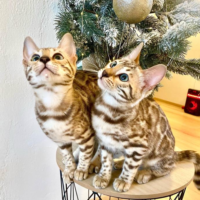 Bengalska macka, bengalski mucki, bengalka