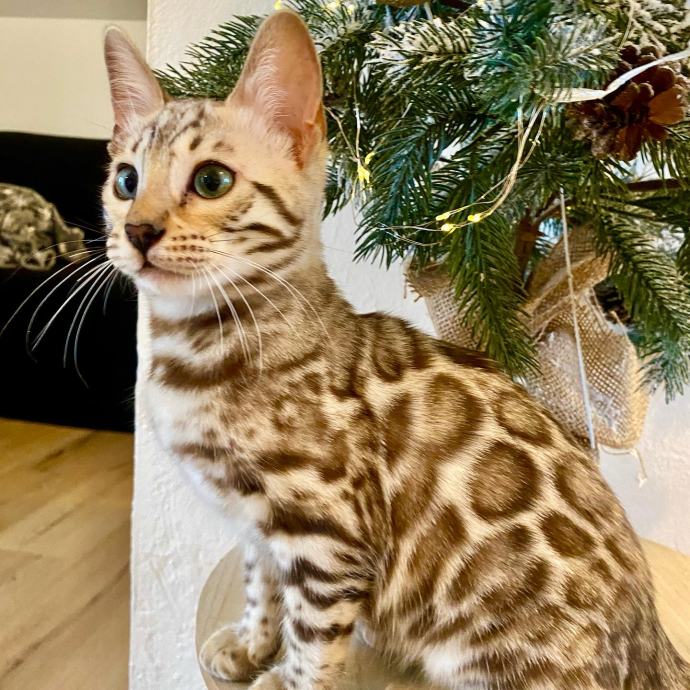 Bengalska macka, bengalski mucki, bengalka