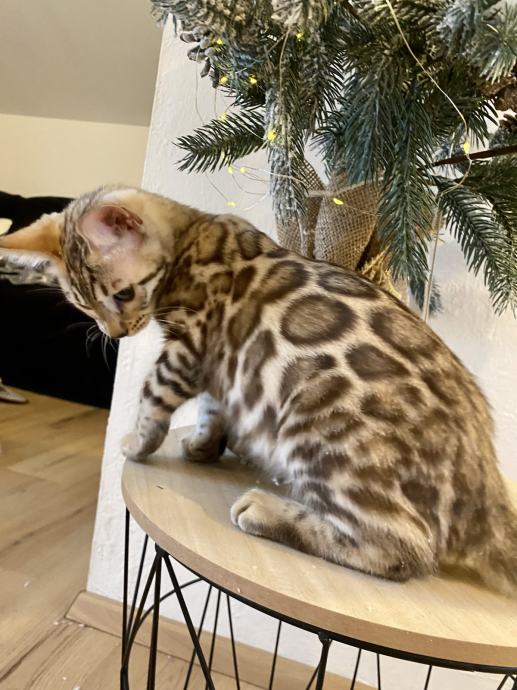 Bengalska macka, bengalski mucki, bengalka