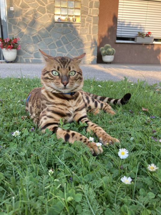Bengalske muce, muce Bengalke, mladički,samček, samička z rodovnikom
