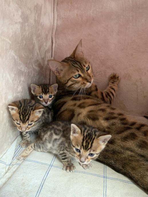Bengalske muce, muce Bengalke, mladički,samček, samička z rodovnikom