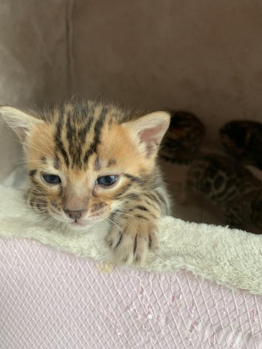 Bengalske muce, muce Bengalke, mladički,samček, samička z rodovnikom