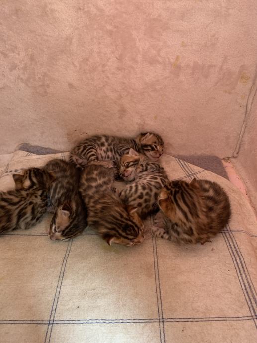 Bengalske muce, muce Bengalke, mladički,samček, samička z rodovnikom