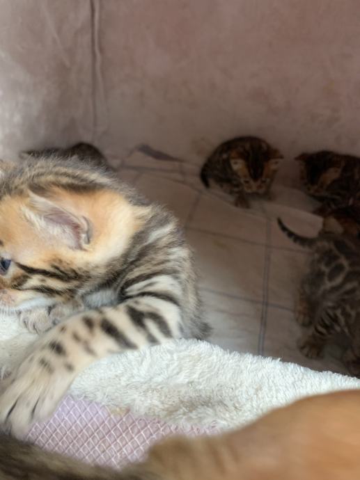 Bengalske muce, muce Bengalke, mladički,samček, samička z rodovnikom