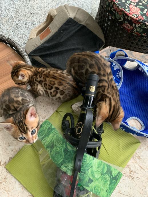 Bengalske muce, muce Bengalke, mladički,samček, samička z rodovnikom