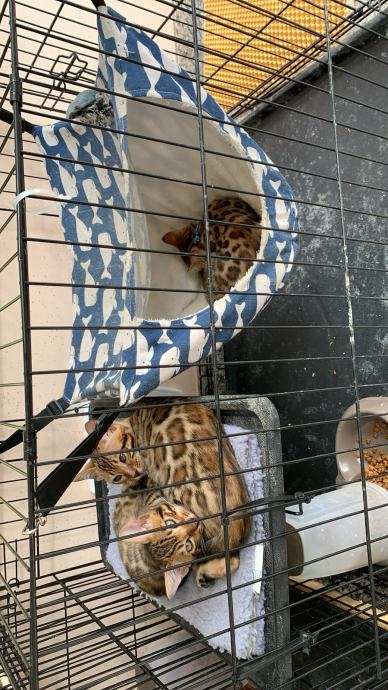 Bengalske muce, muce Bengalke, mladički,samček, samička z rodovnikom