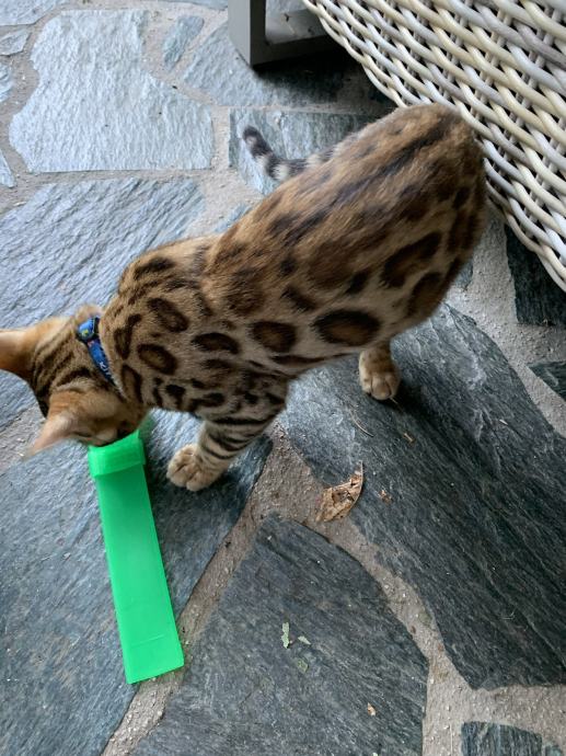 Bengalske muce, muce Bengalke, mladički,samček, samička z rodovnikom
