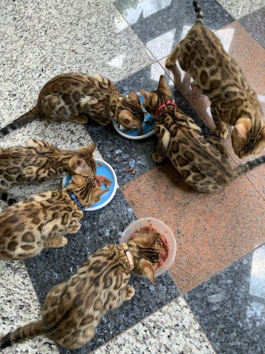 Bengalske muce, muce Bengalke, mladički,samček, samička z rodovnikom