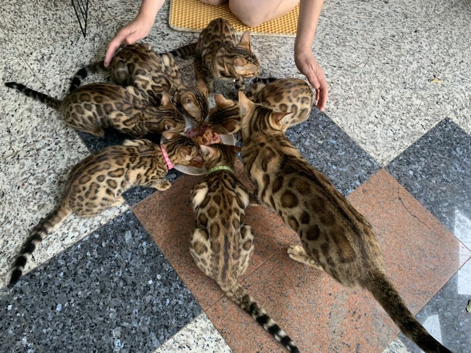 Bengalske muce, muce Bengalke, mladički,samček, samička z rodovnikom