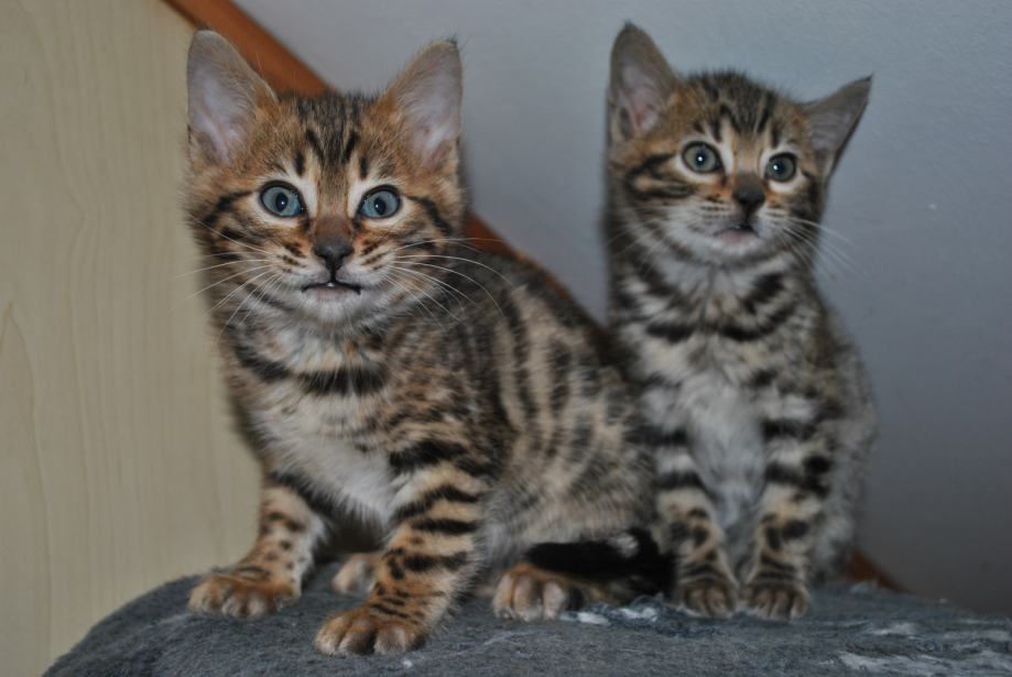 Bengalski mački