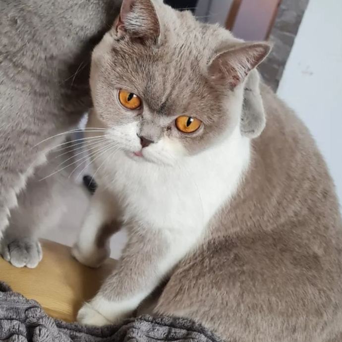 Britanka samička z rodovnikom