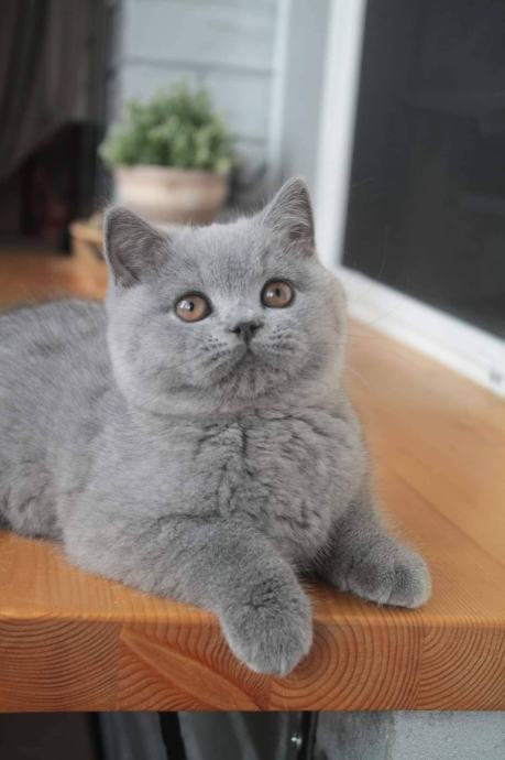 Britanska macka mladici