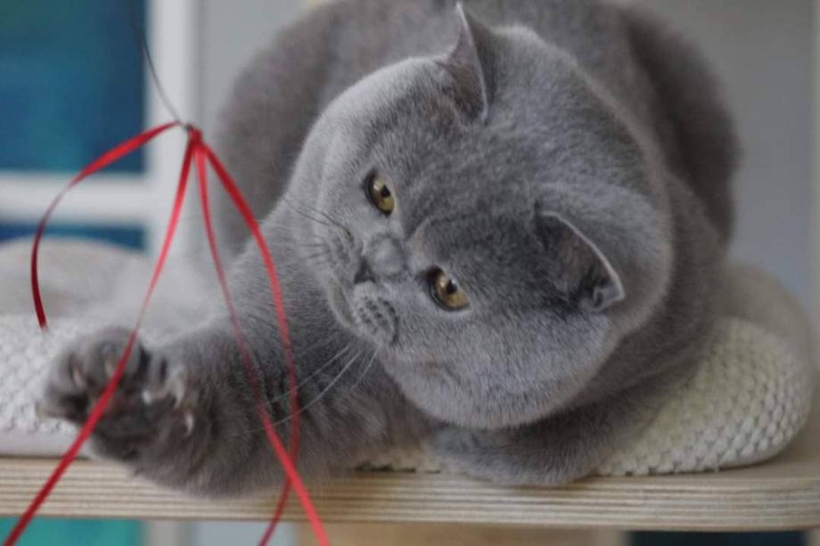 Britanska macka mladici