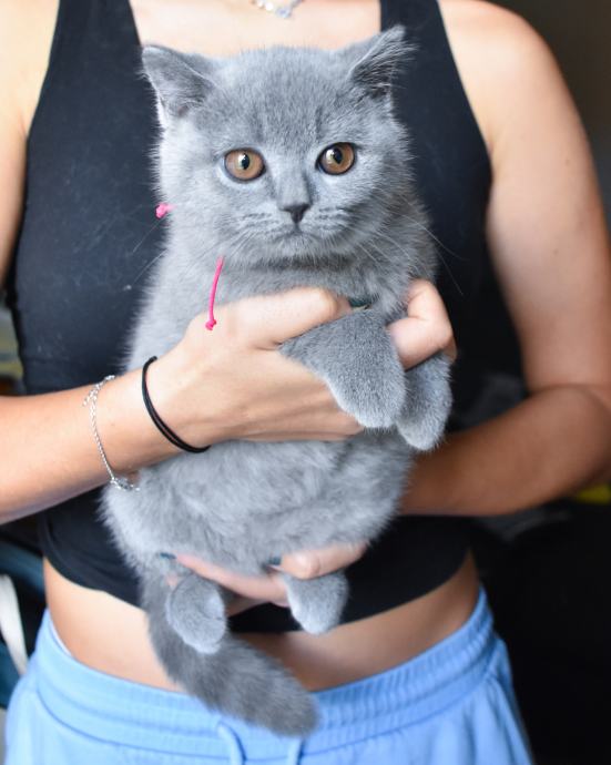Britanski kratkodlaki mačići, show i breed kvaliteta