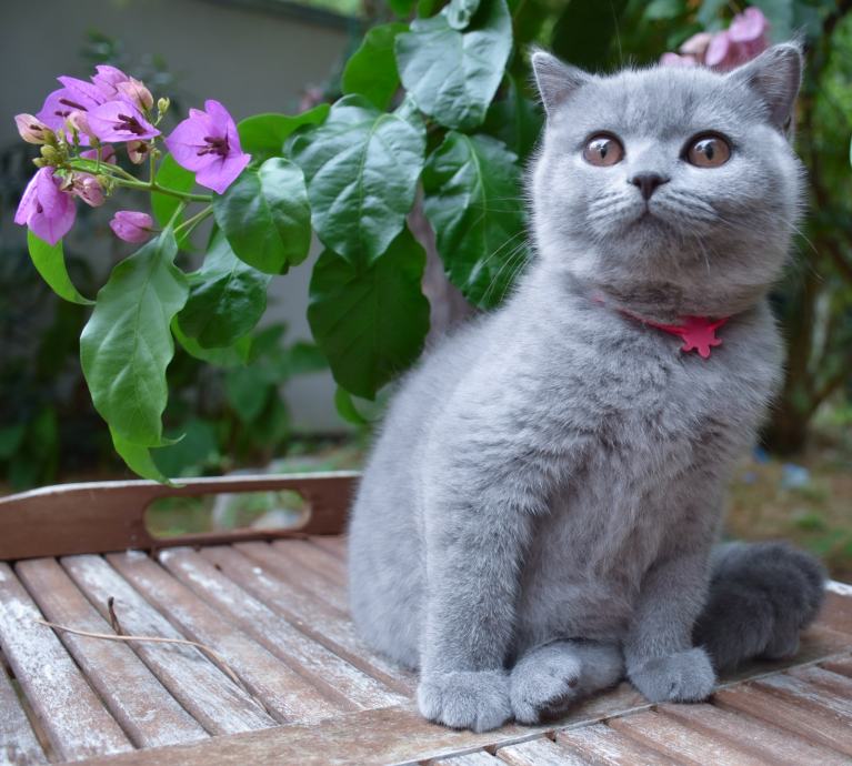 Britanski kratkodlaki mačići, show i breed kvaliteta