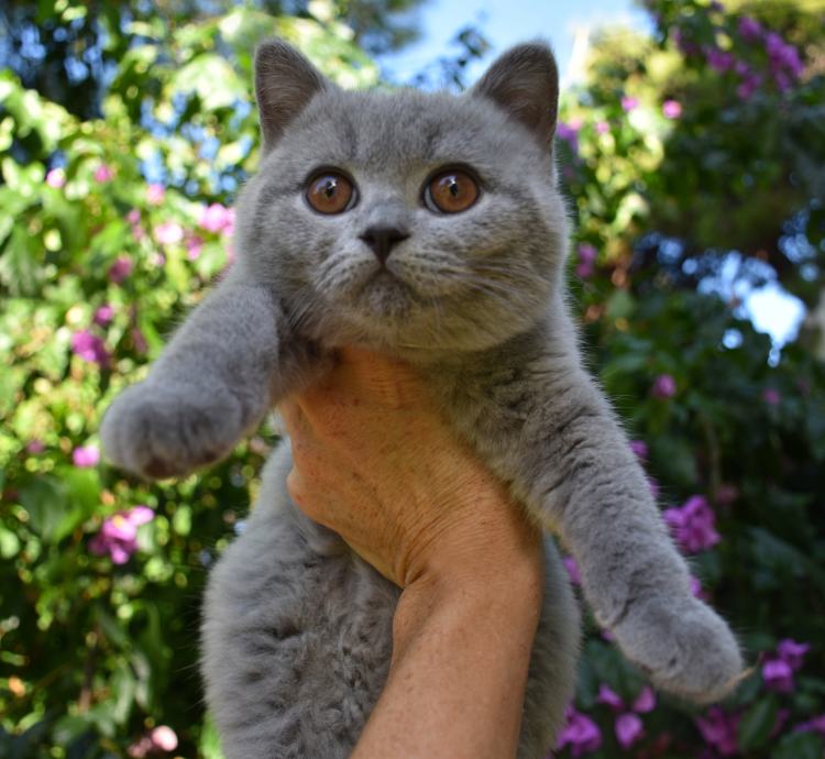 Britanski kratkodlaki mačići, show i breed kvaliteta
