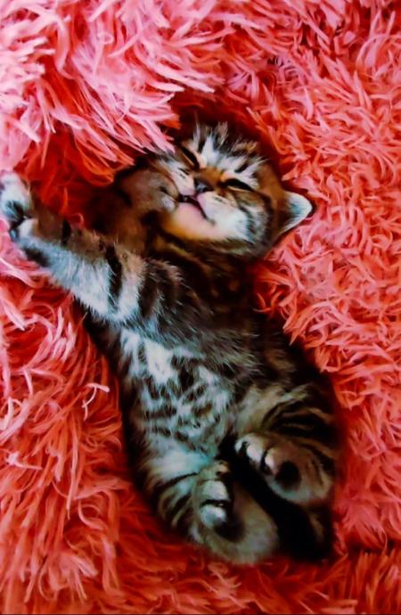 FIFe / Mundikat Britanke- BSH Black Silver Tabby: Spotted & Blotched