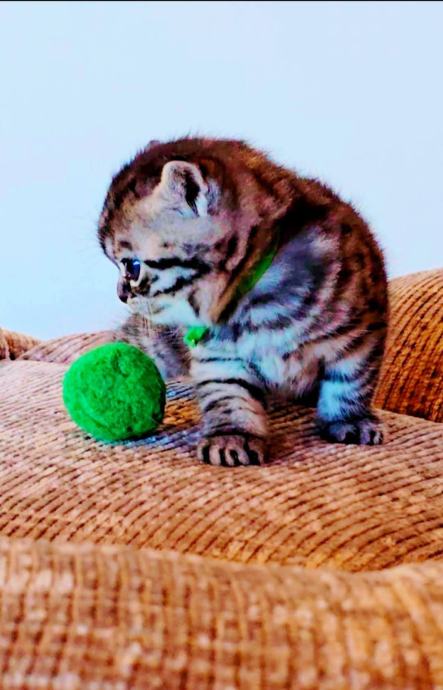 FIFe / Mundikat Britanke- BSH Black Silver Tabby: Spotted & Blotched