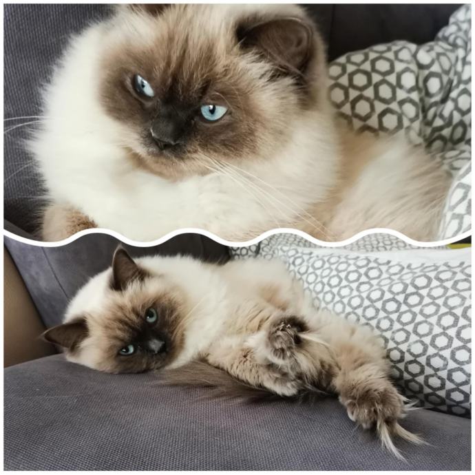Mačka pasme Ragdoll
