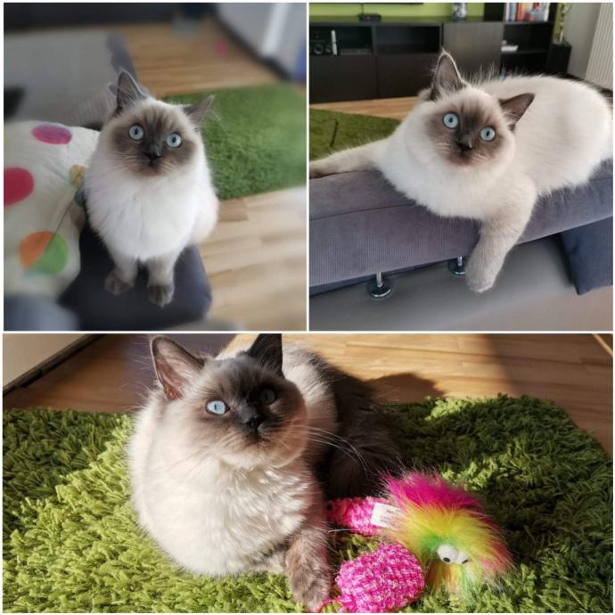 Mačka pasme Ragdoll