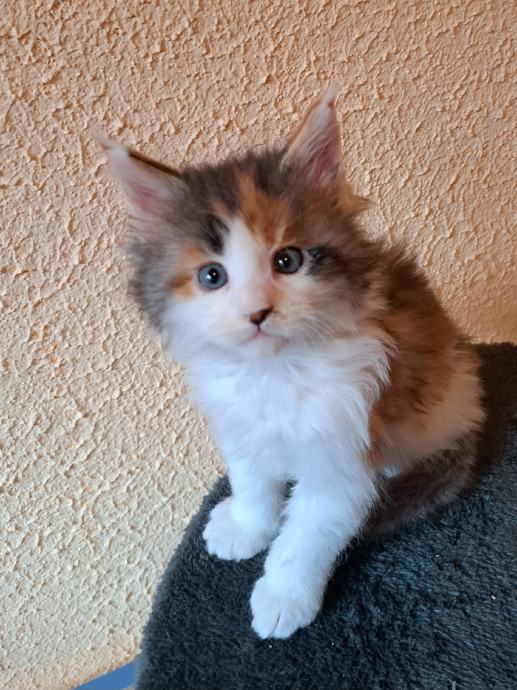 MAINE COON MLADIČKI, rodovnik