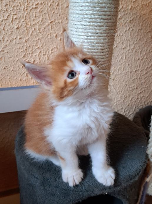 MAINE COON MLADIČKI, rodovnik