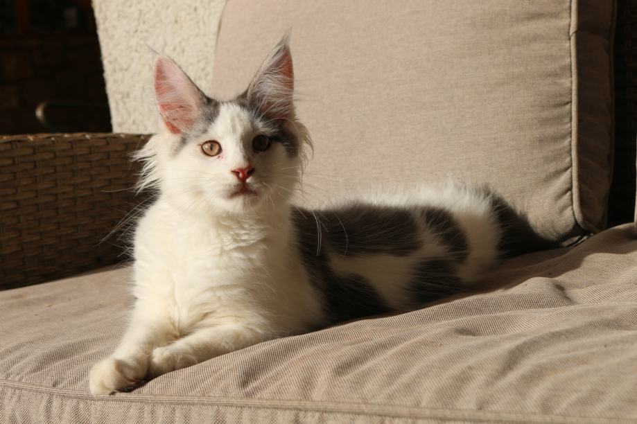 Maine Coon mladički (z rodovnikom)