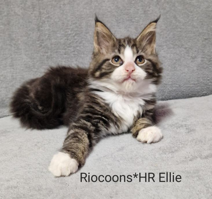 MAINE COON MUCKI