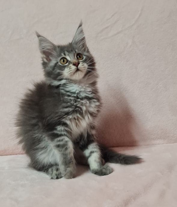 MAINE COON RODOVNIŠKA MUCKA