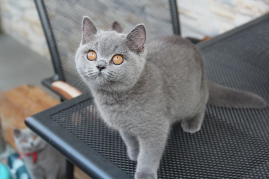 Modra britanka , britanske mačke...FIFE SLO rodovnik 031664027