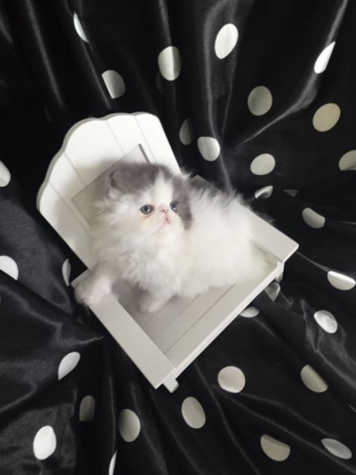 PERZIJSKA MUCKA Z VRHUNSKIM RODOVNIKOM